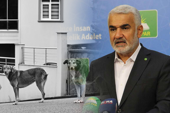 Yapıcıoğlu'ndan dikkat çeken "sokak köpekleri" çıkışı – Güncel Haberler ...